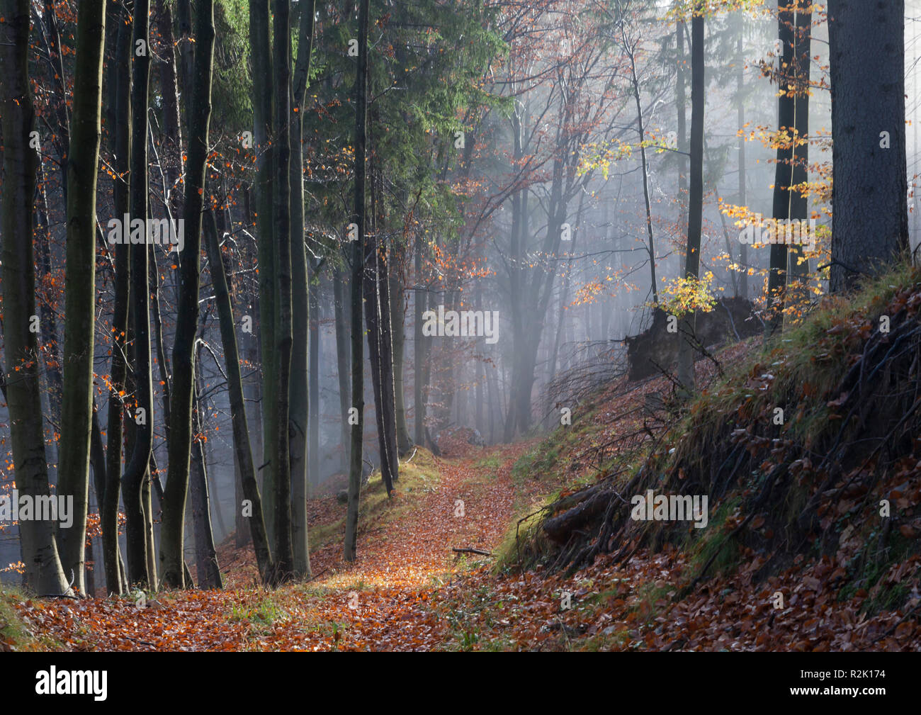Forest in Carinthia Stock Photo - Alamy