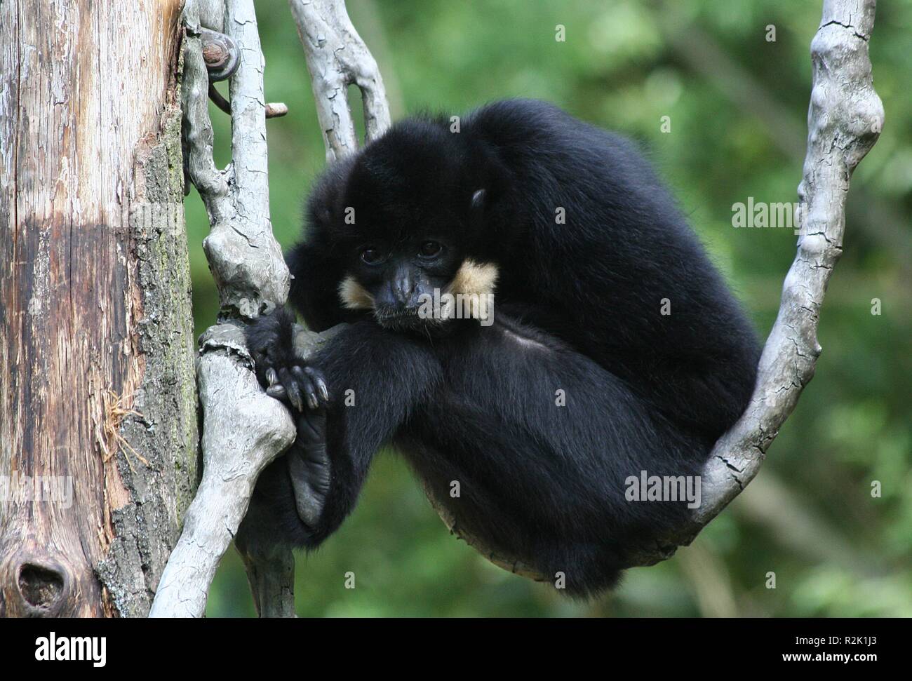 Bored apes hi-res stock photography and images - Alamy