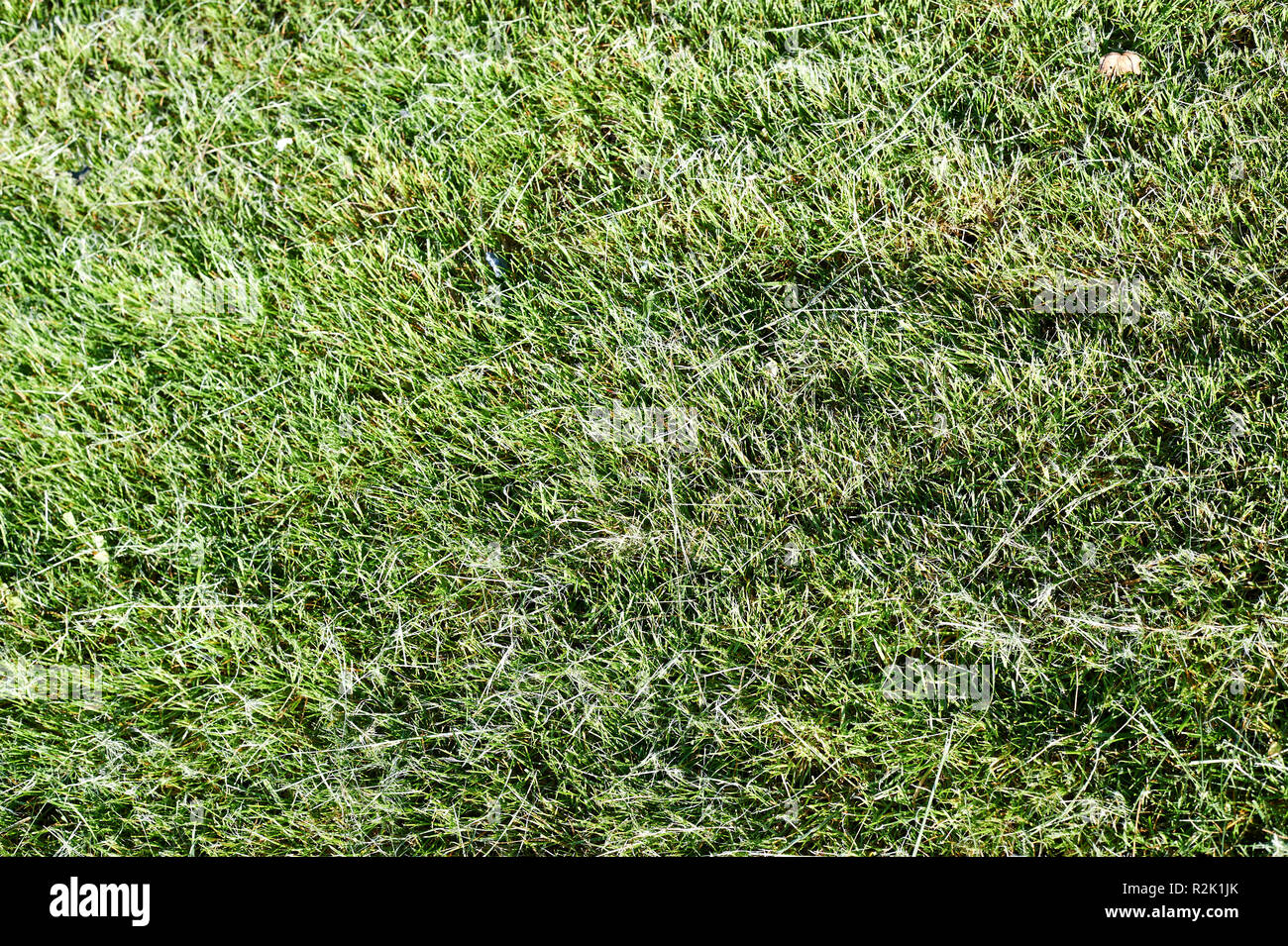 Lawn mowed hi-res stock photography and images - Alamy