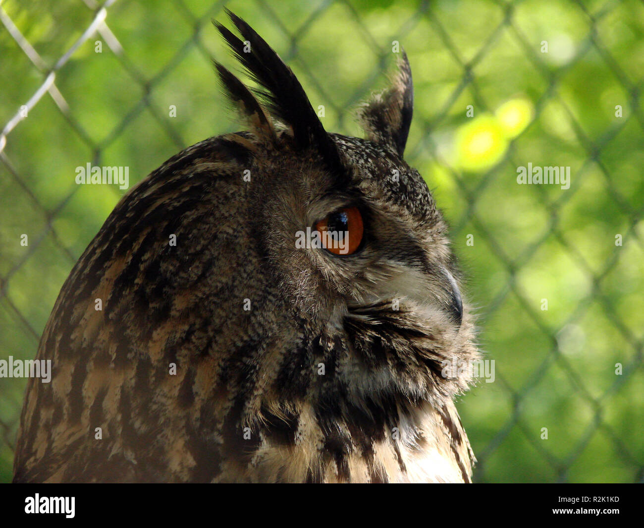Sad eagle hi-res stock photography and images - Alamy