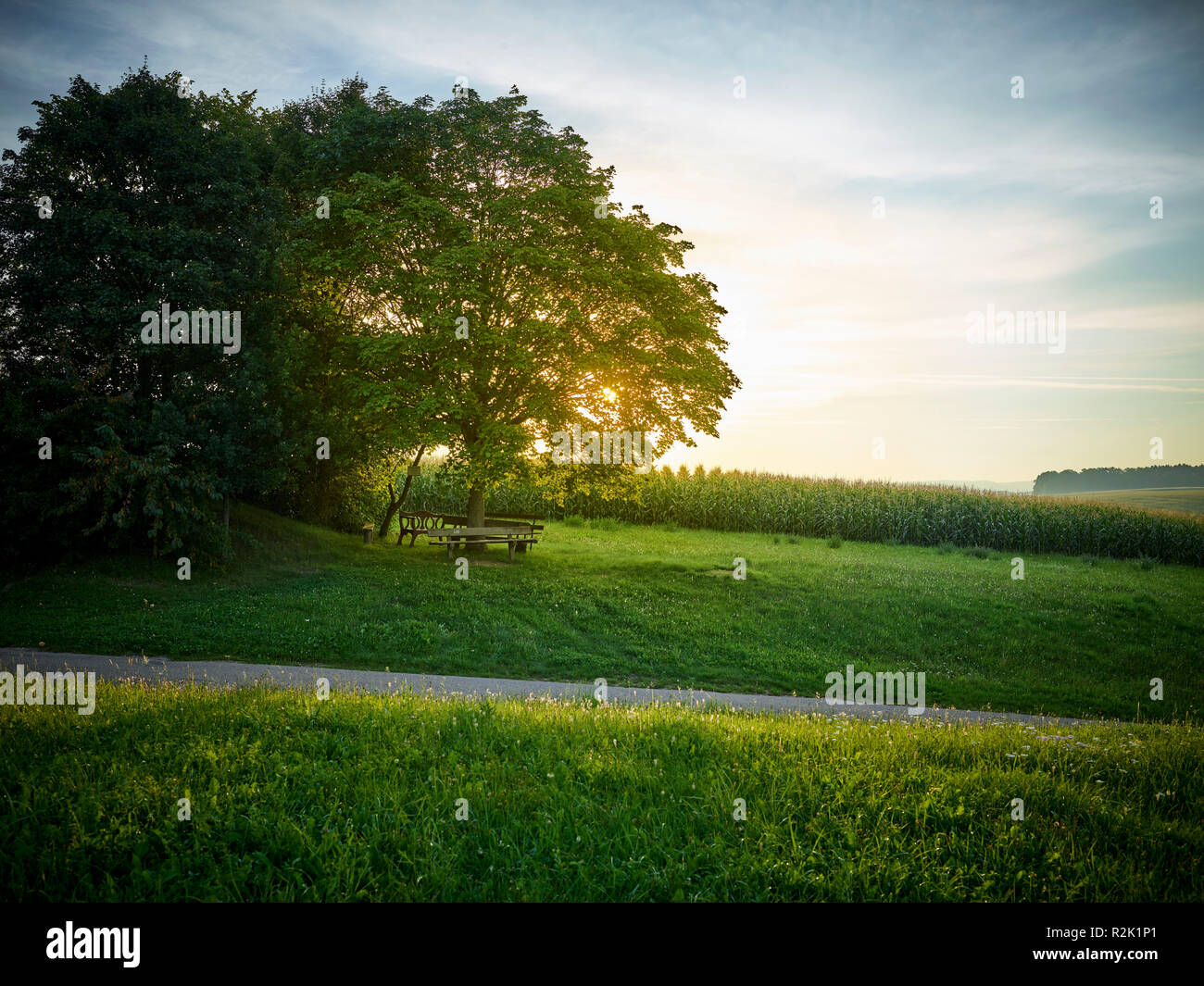 Old bench tree hi-res stock photography and images - Alamy