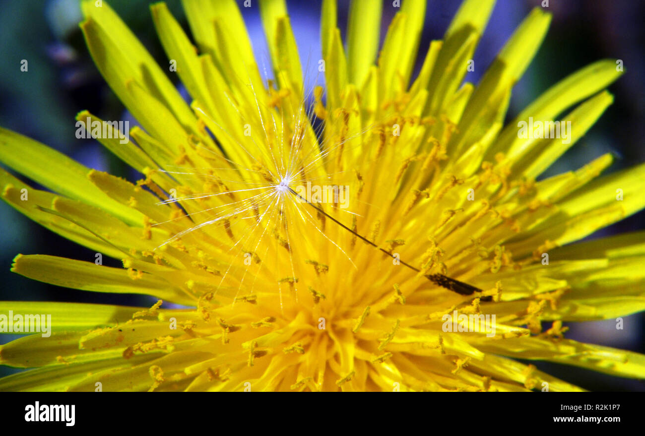 Tick weed hi-res stock photography and images - Alamy