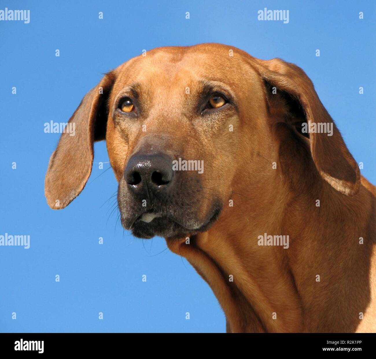 Rhodesian ridgeback africa hi-res stock photography and images - Alamy
