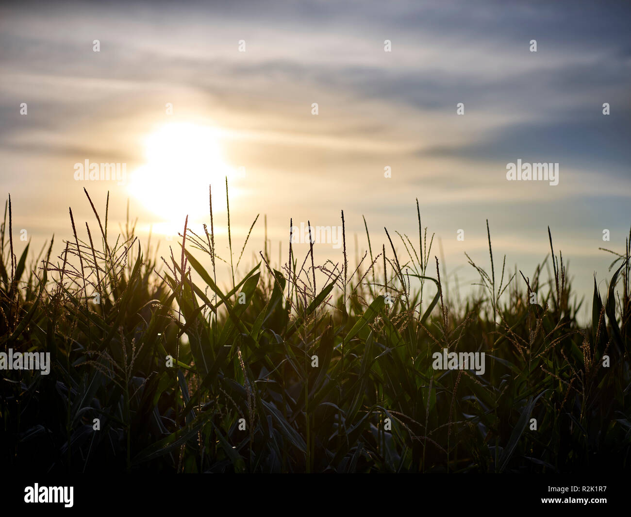 Light and the sun hi-res stock photography and images - Alamy