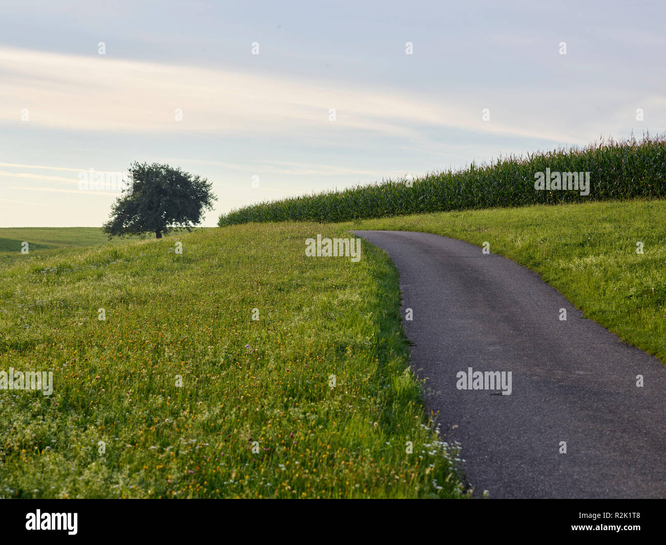 Lane in summer hi-res stock photography and images - Alamy
