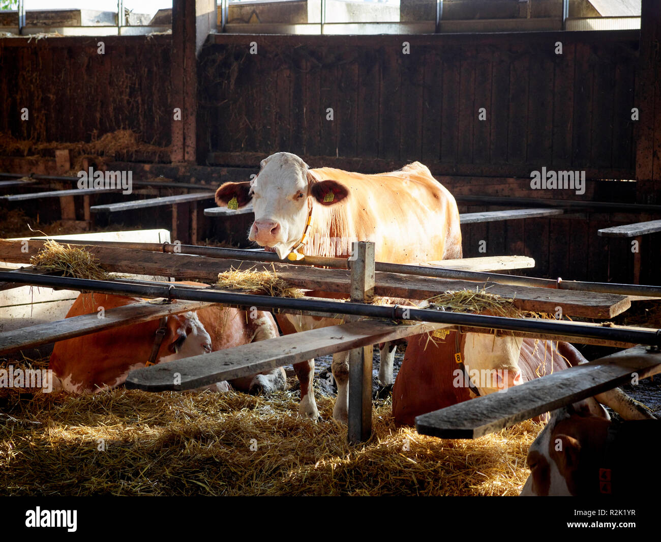 Cow in cowshed hi-res stock photography and images - Alamy