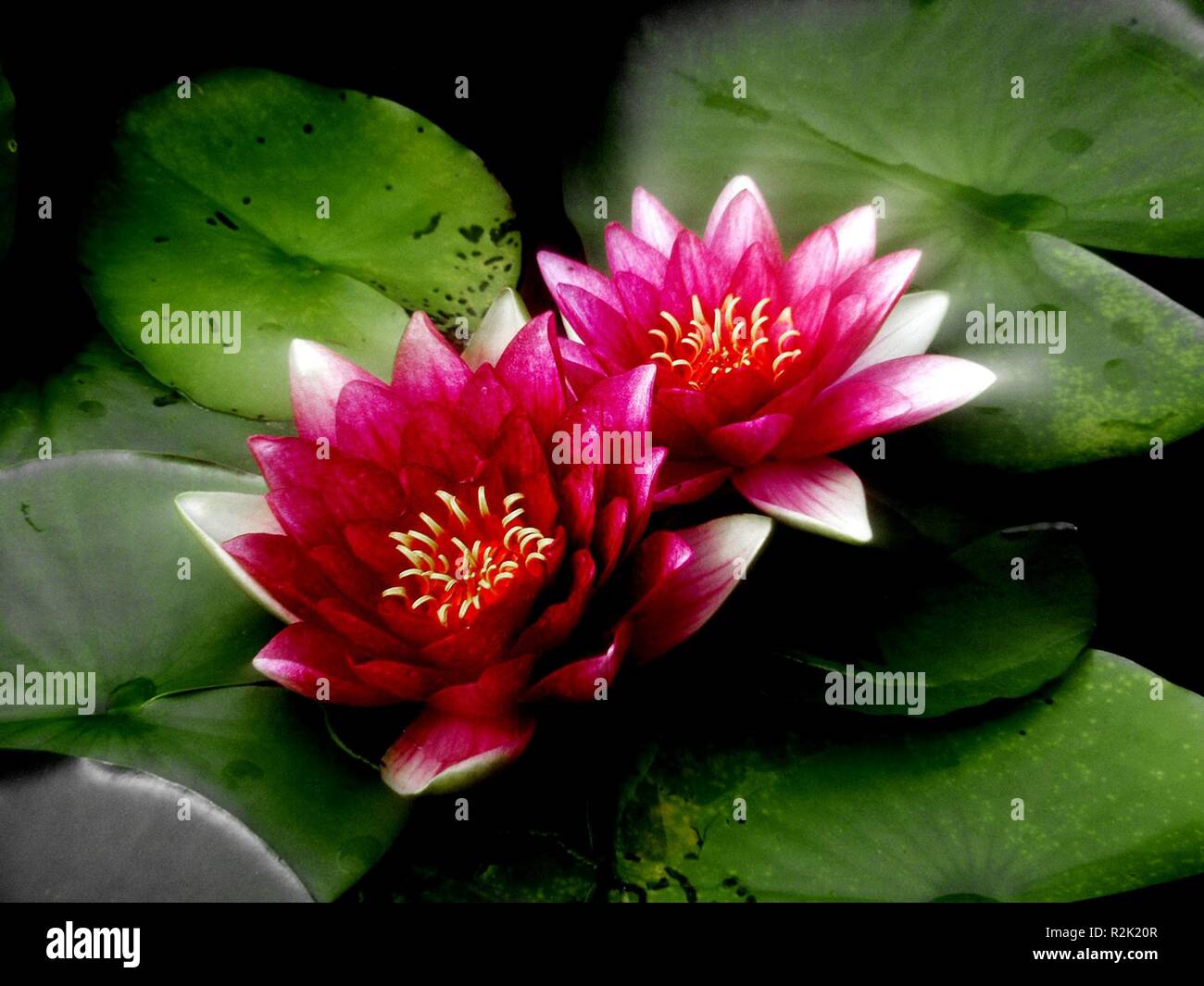 duet in red Stock Photo - Alamy