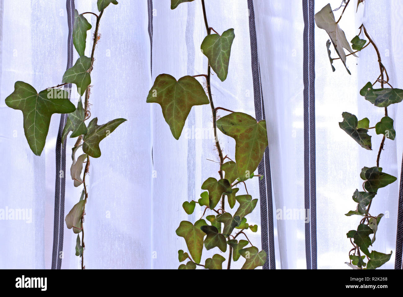 Curtain light death hi-res stock photography and images - Alamy