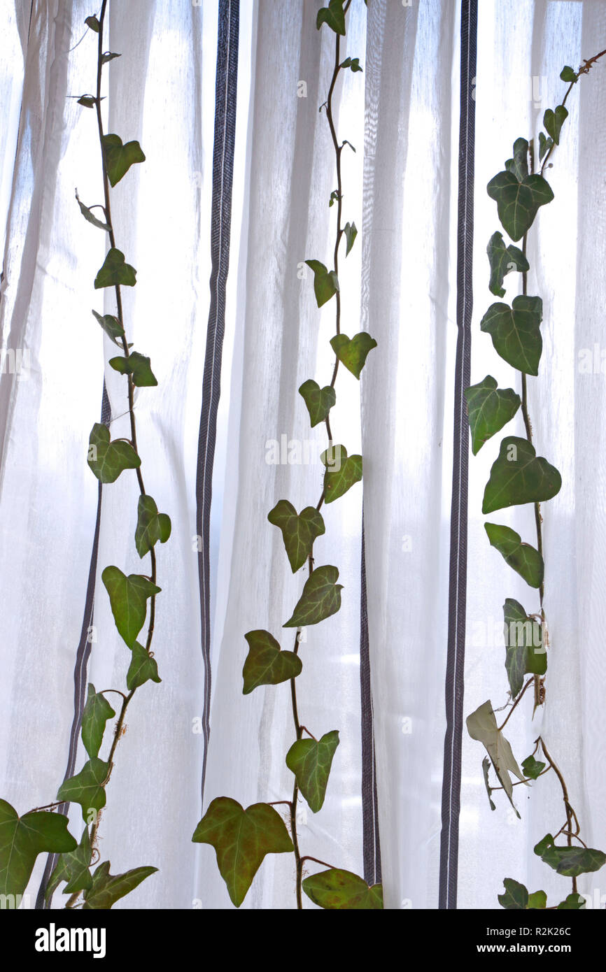 Ivy tendrils hi-res stock photography and images - Alamy