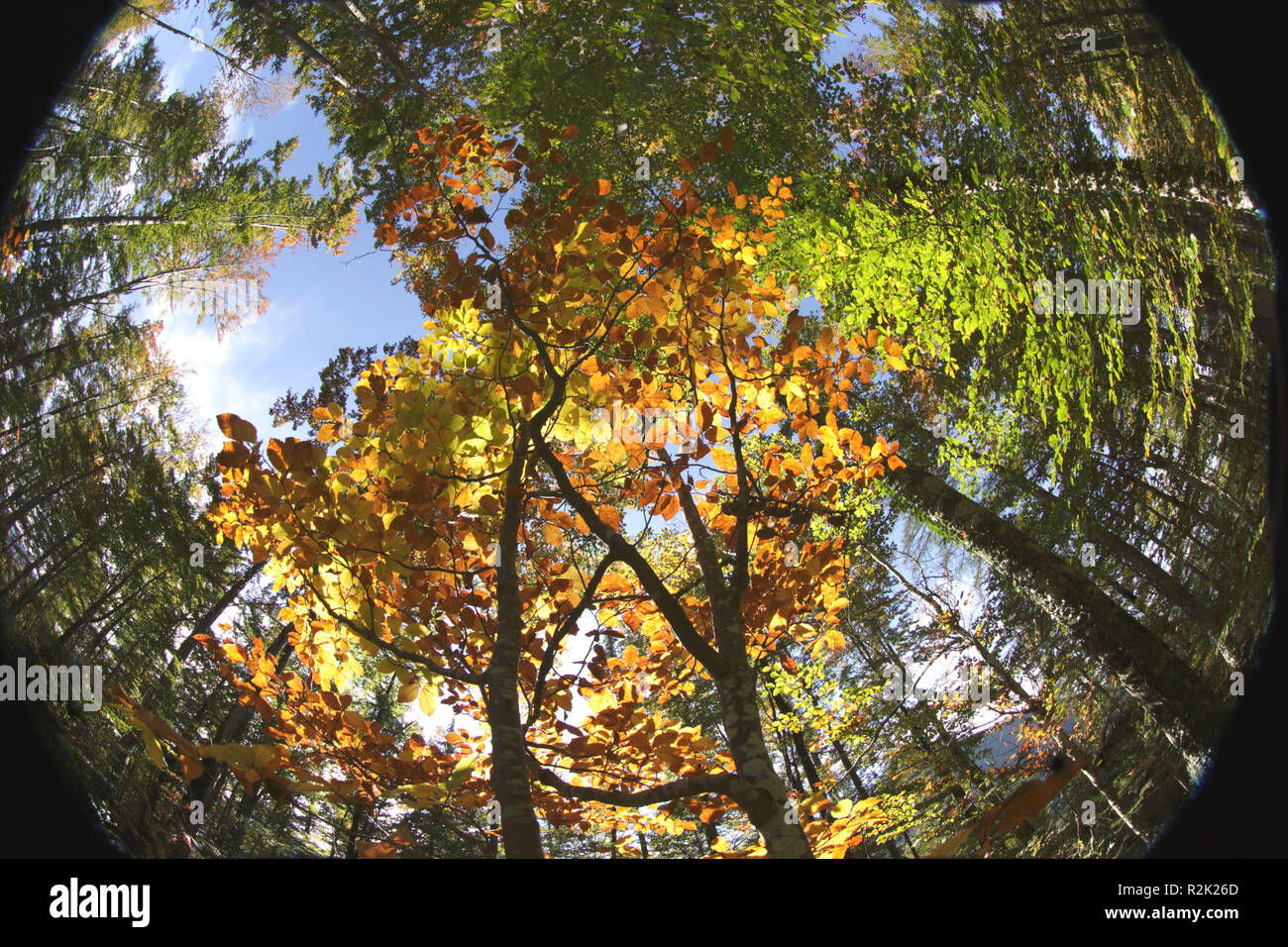 Forest motif, photographed with fisheye lens Stock Photo - Alamy