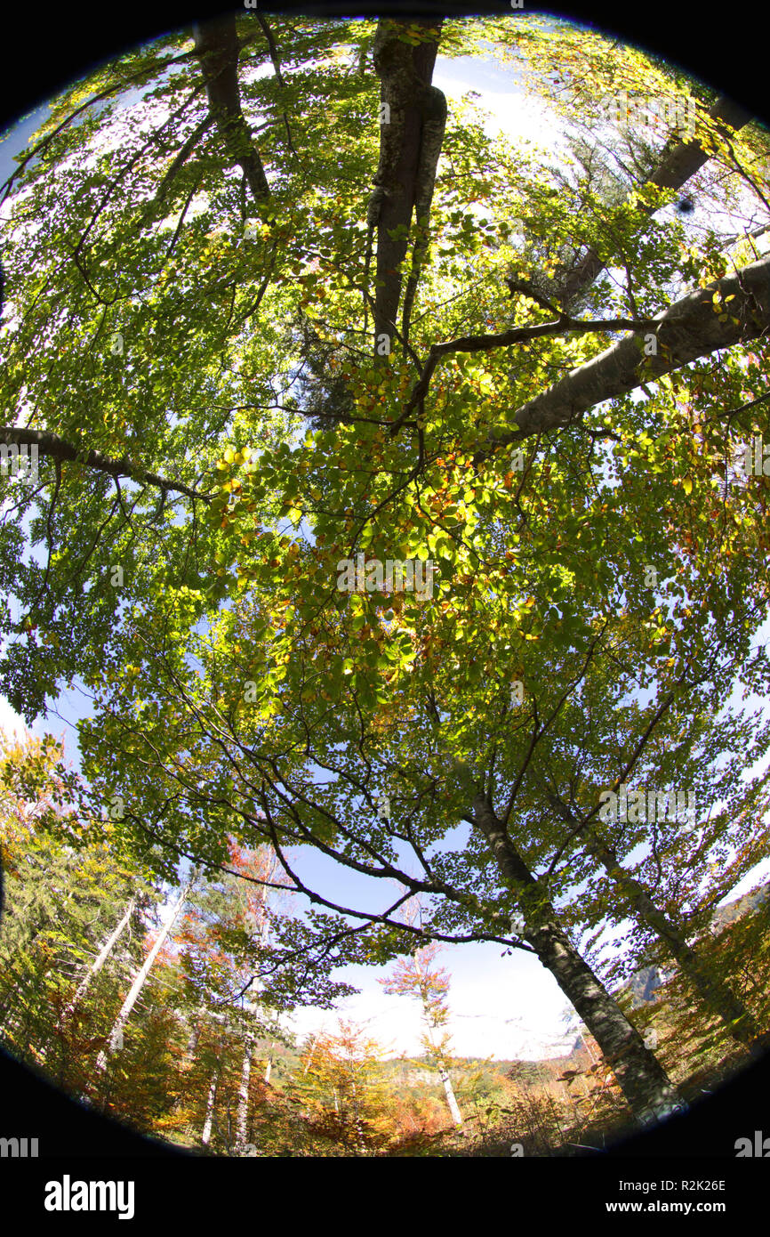 Photographed with fisheye lens hi-res stock photography and images - Alamy