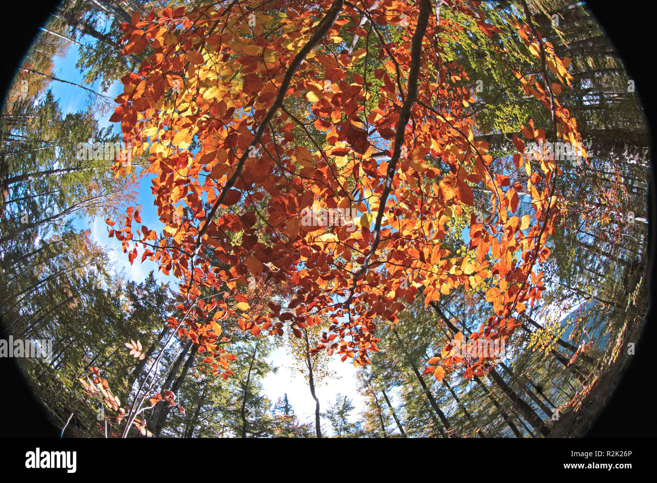 Forest motif, photographed with fisheye lens Stock Photo - Alamy