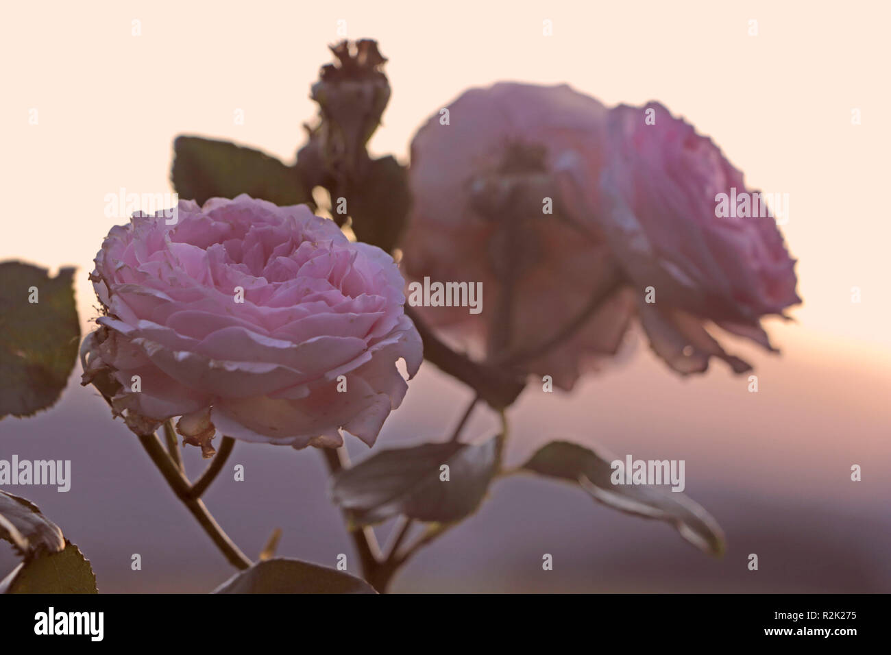 Roses in sun hi-res stock photography and images - Alamy