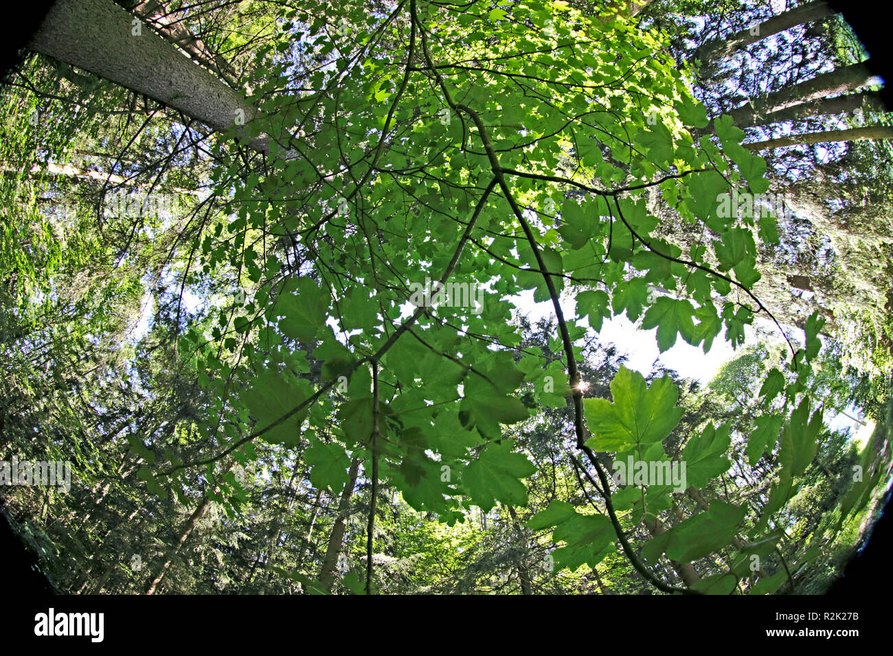 Forest motif, photographed with fisheye lens Stock Photo - Alamy