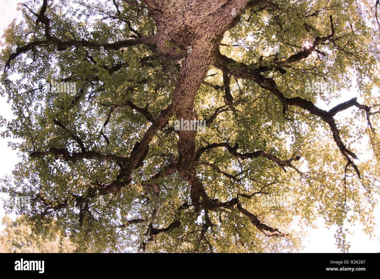 Forest motif, photographed with fisheye lens Stock Photo - Alamy