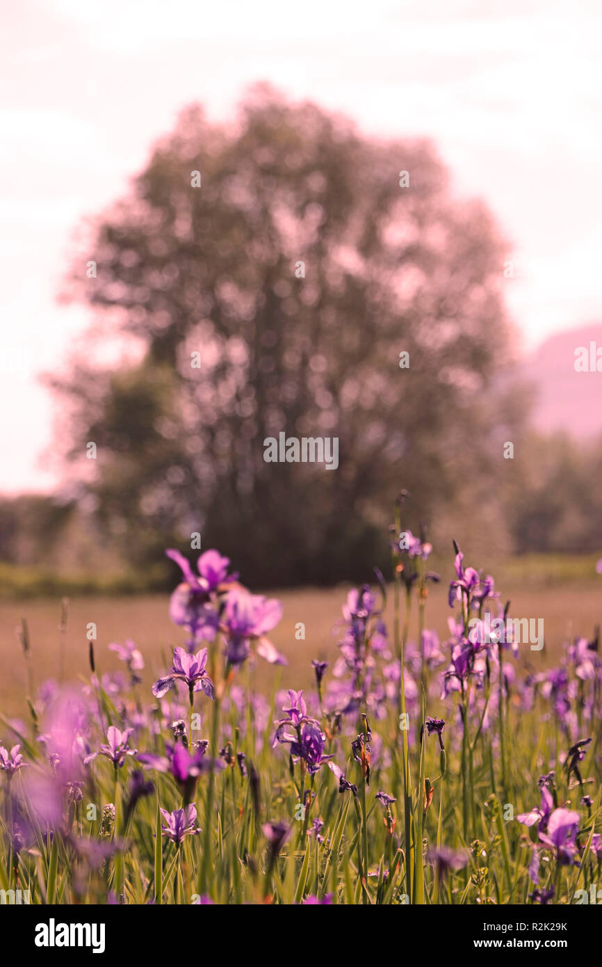 Iris plant field hi-res stock photography and images - Alamy