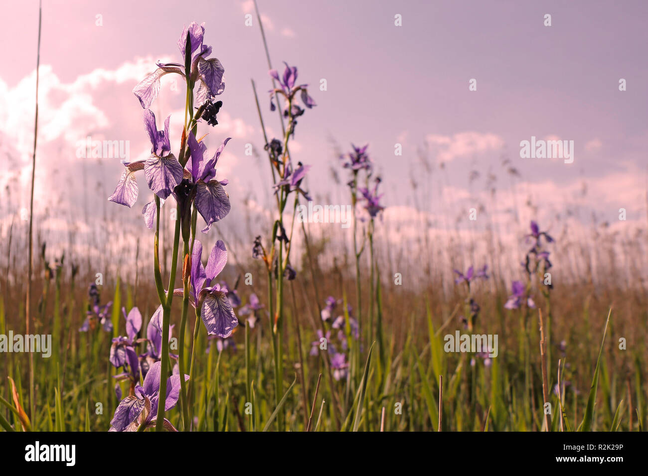 Iris field hi-res stock photography and images - Alamy