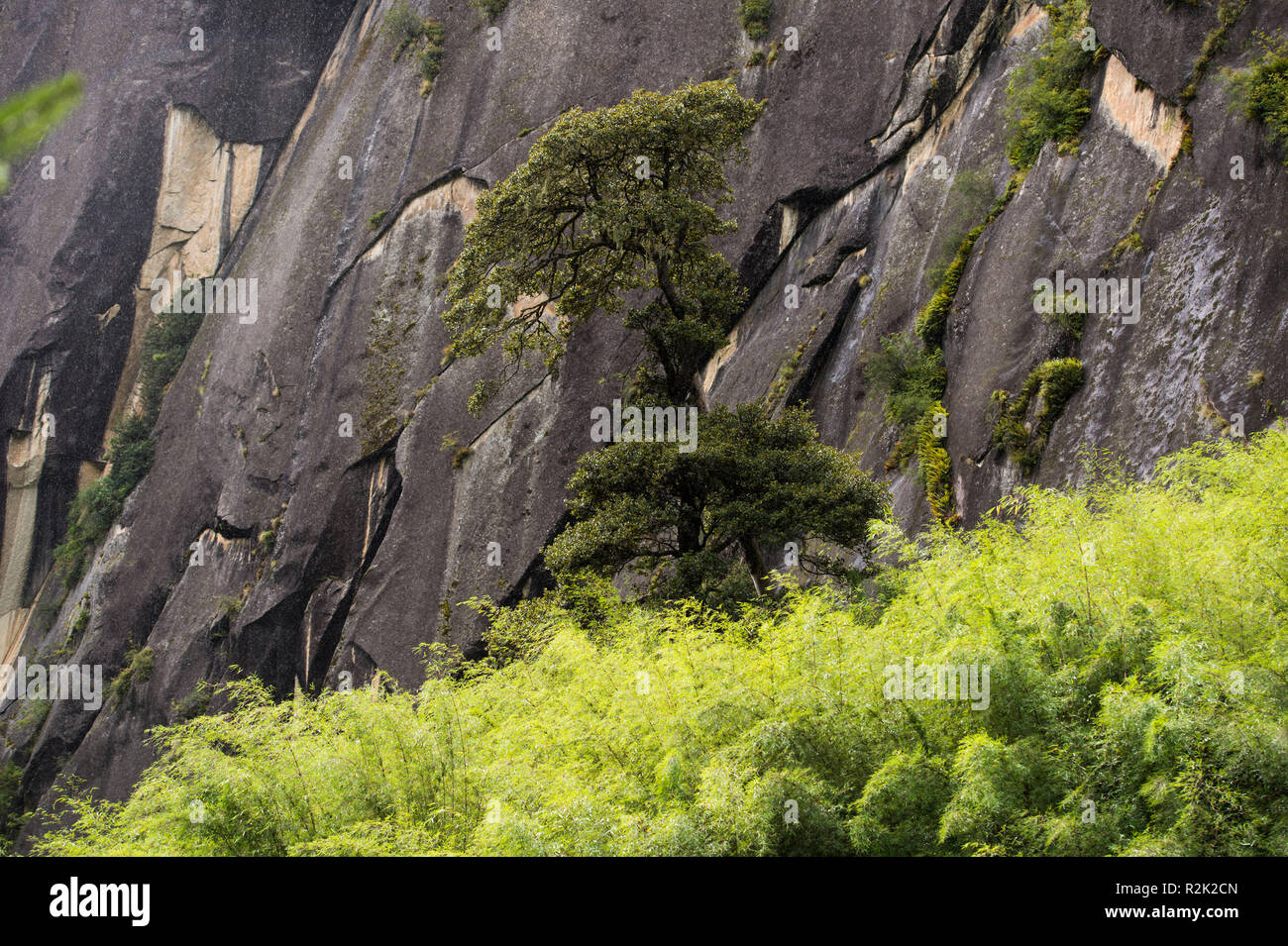 the Kading forest Stock Photo - Alamy
