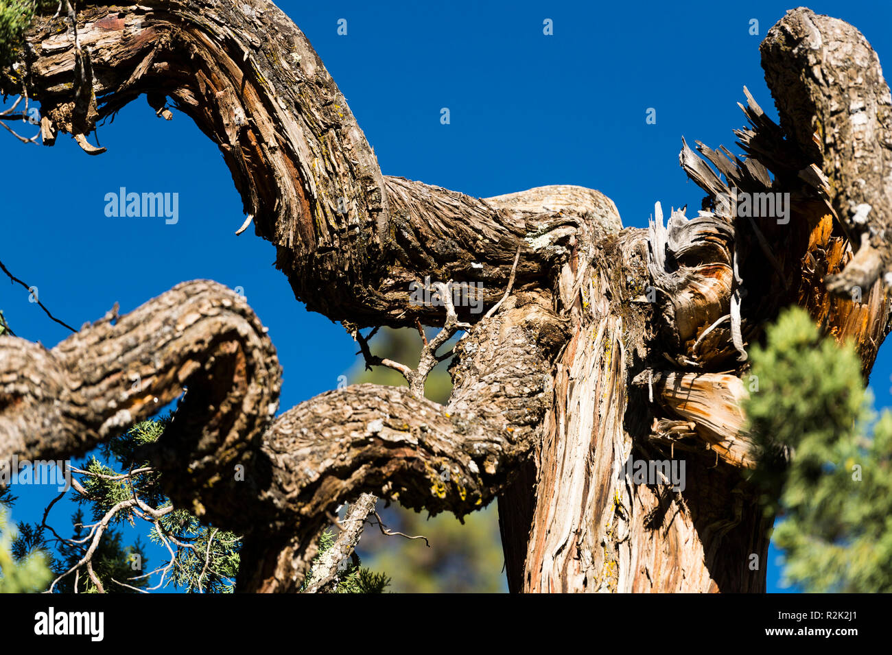 Junipers tree hi-res stock photography and images - Alamy