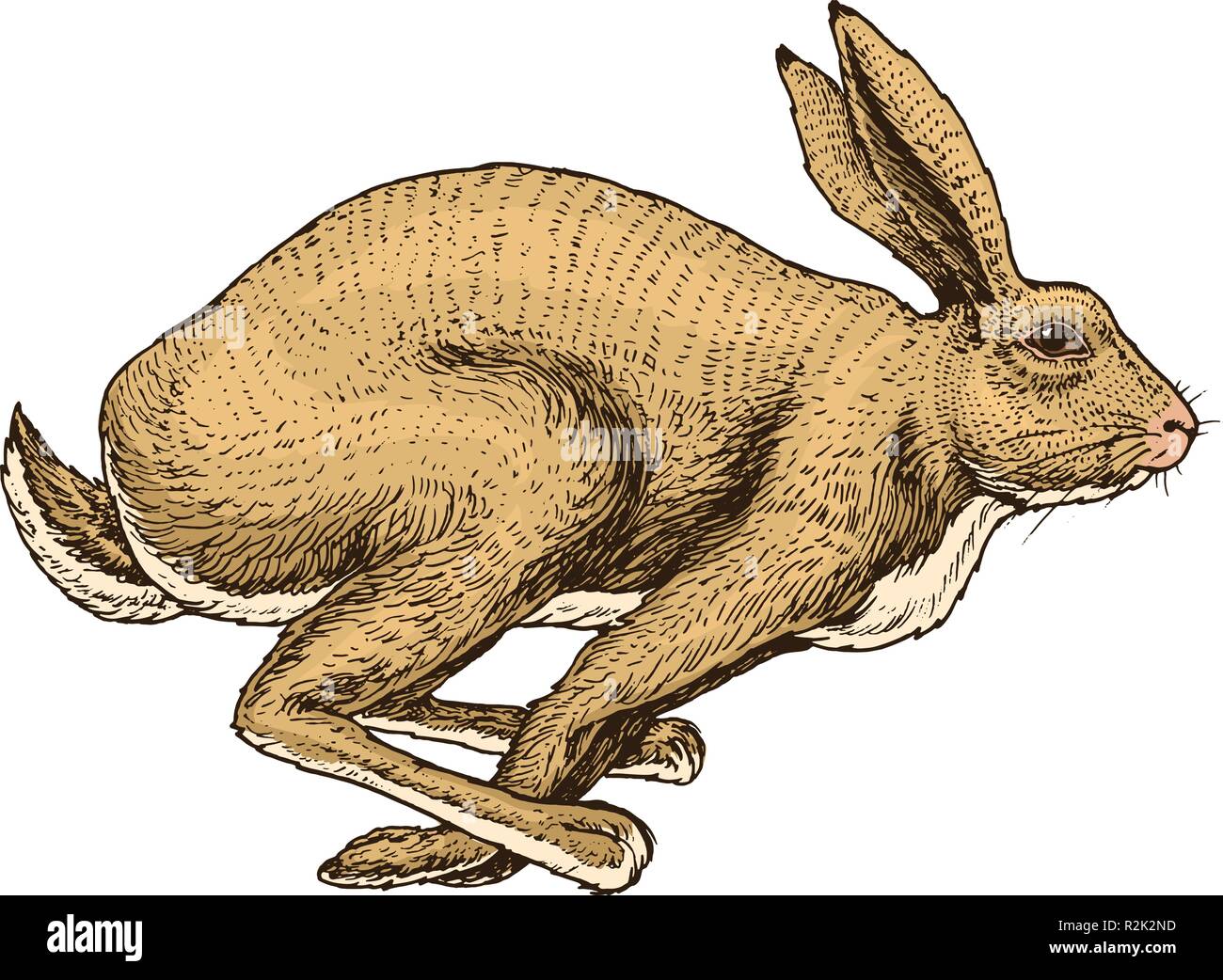 Hare Drawing Stock Photos & Hare Drawing Stock Images - Alamy