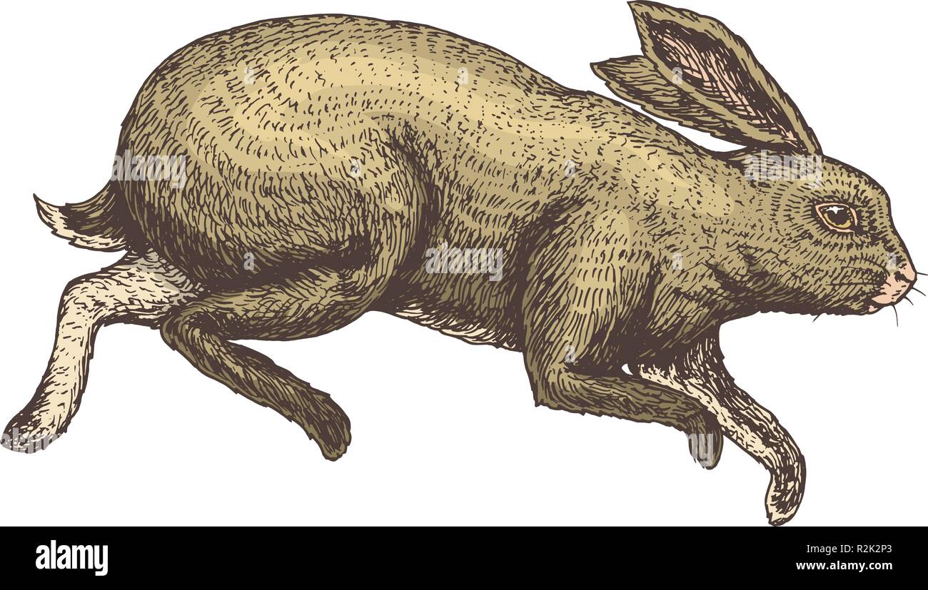Soaring rabbit or bunny. Wild forest animal jumping up. Gray hare ...