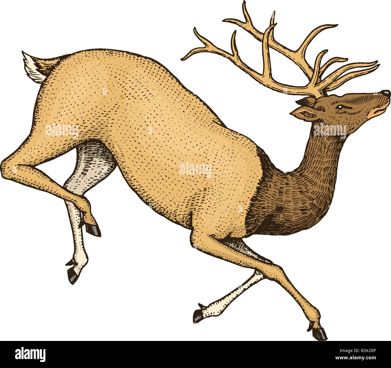 Leaping Stag Drawing