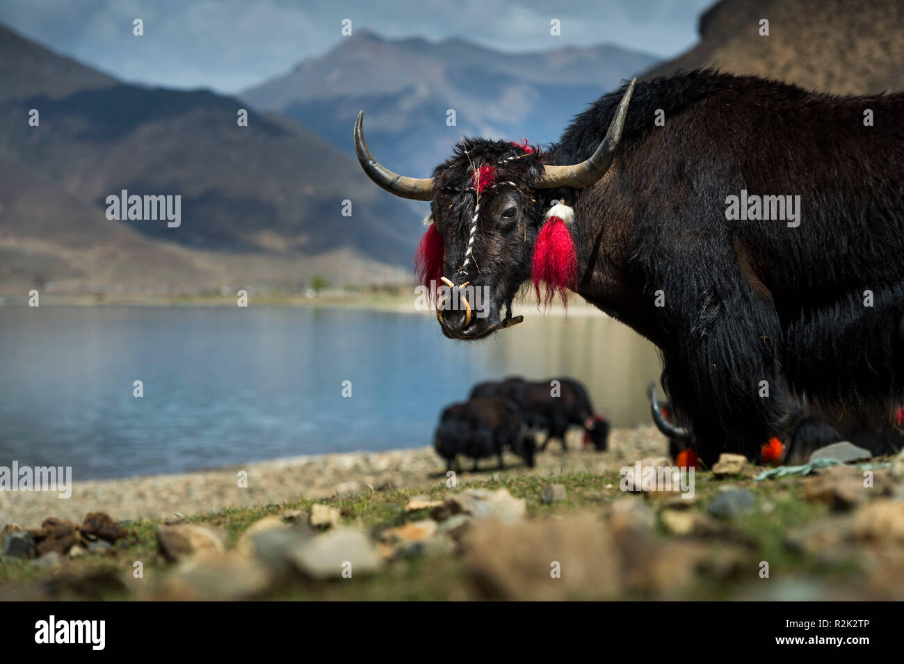 Yak plants and animals hi-res stock photography and images - Alamy