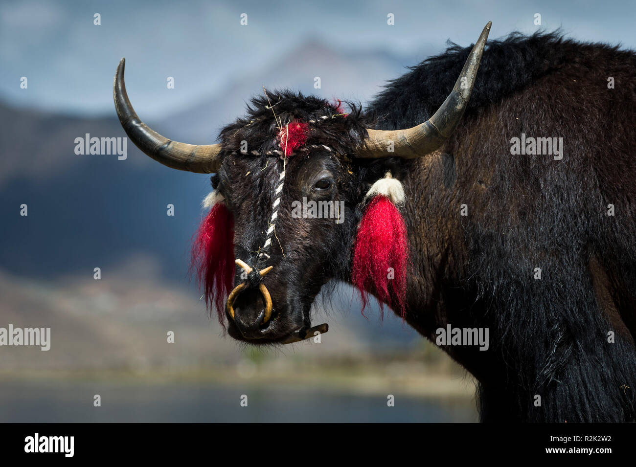 Yak plants and animals hi-res stock photography and images - Alamy