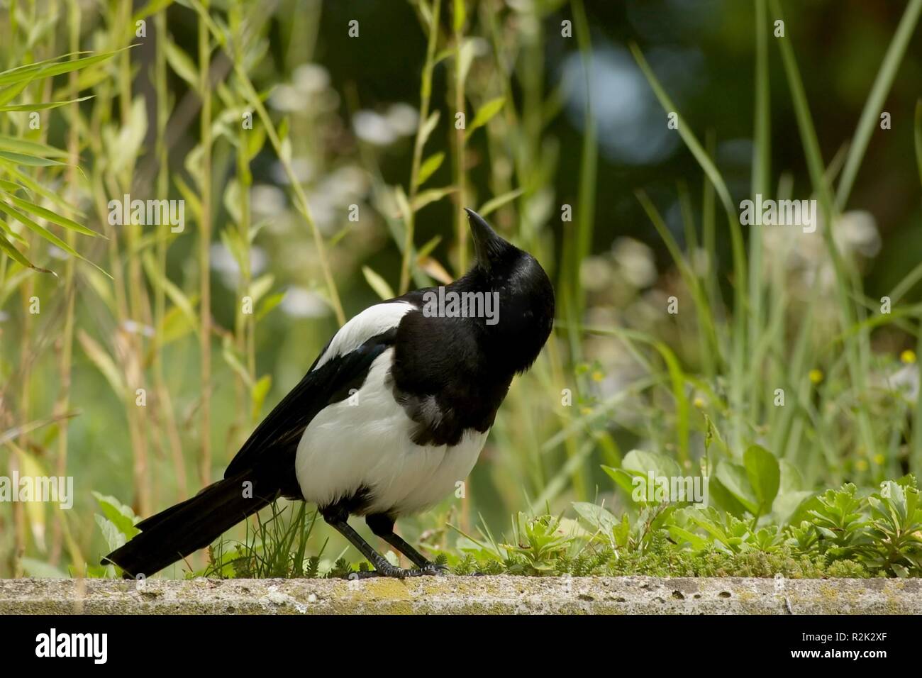 Black elster hi-res stock photography and images - Alamy