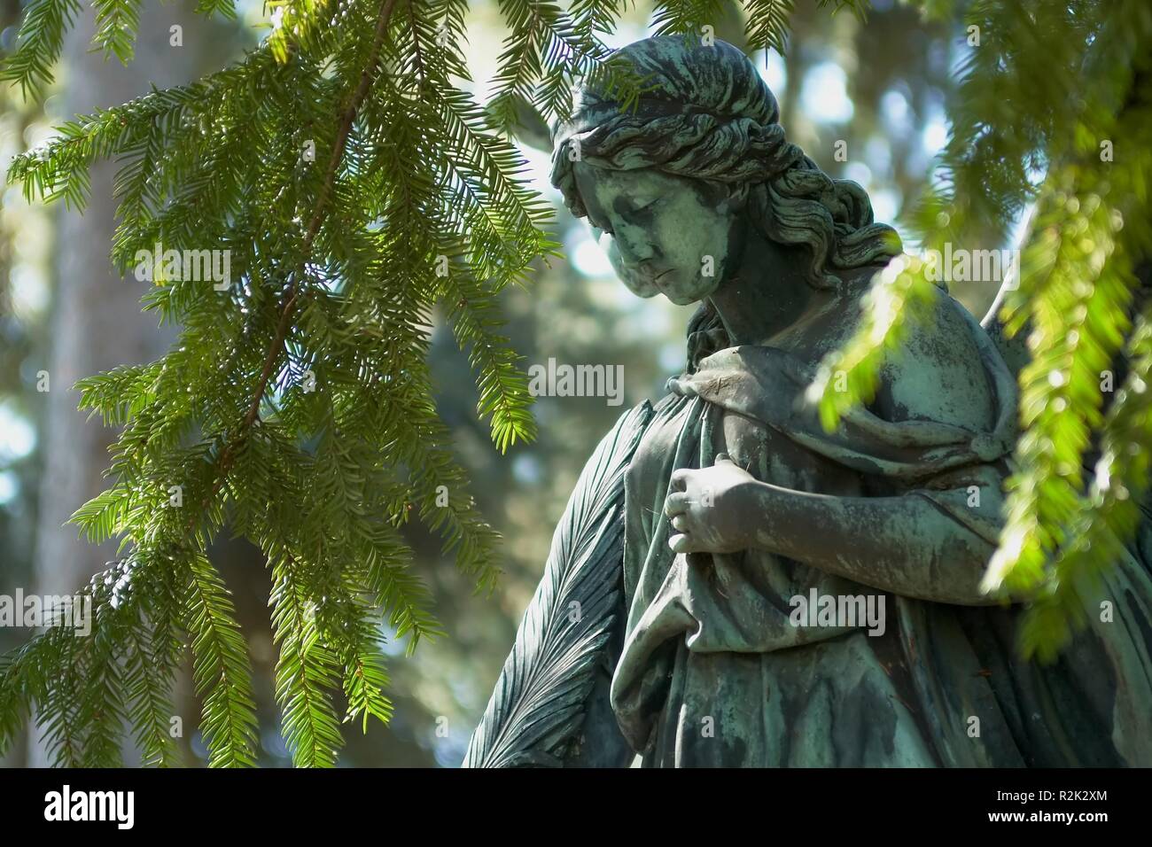 Lateral branches hi-res stock photography and images - Alamy