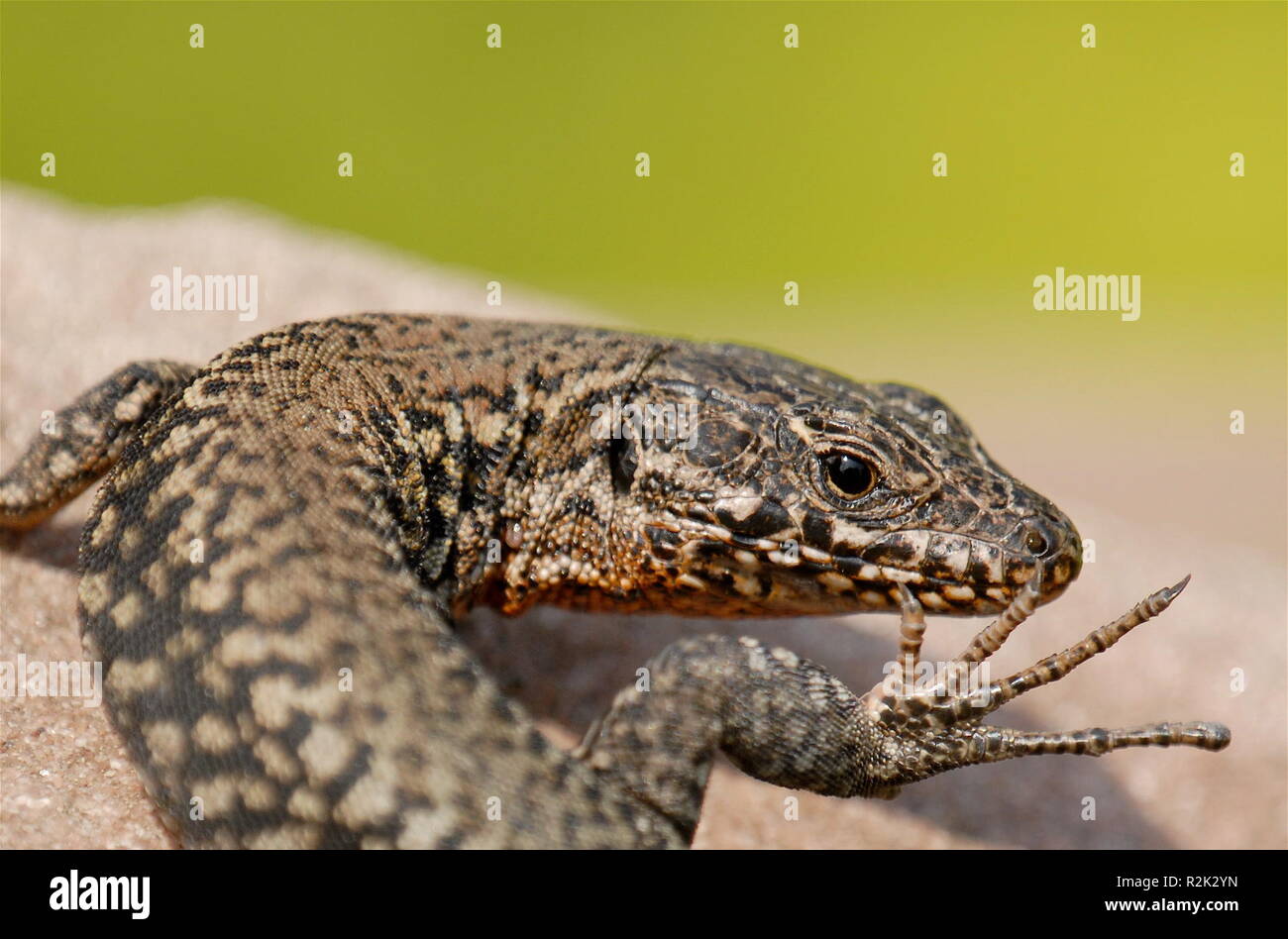 wall lizard waving Stock Photo - Alamy
