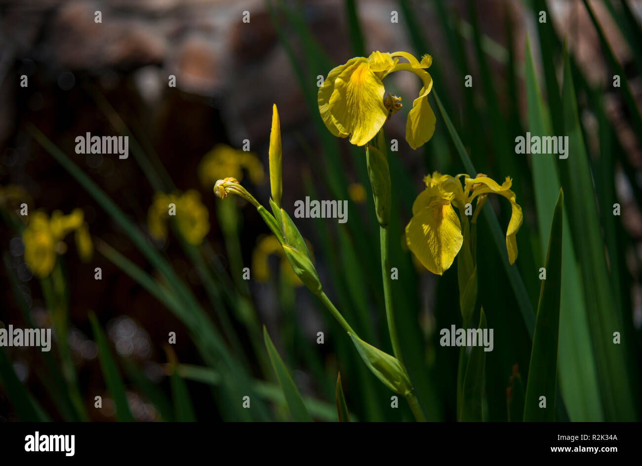 Spring in the desert, Phoenix, Arizona Stock Photo - Alamy
