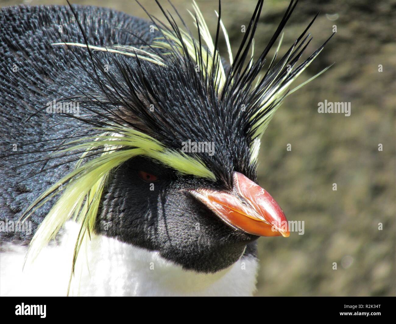 Edinburgh zoo rock hopper penguin hi-res stock photography and images ...