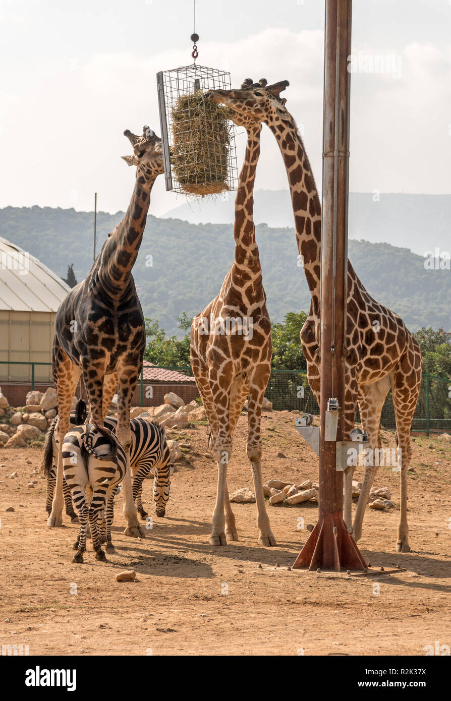 African savanna giraffes zebras hi-res stock photography and images - Alamy