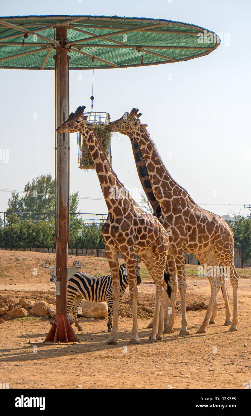 African savanna giraffes zebras hi-res stock photography and images - Alamy