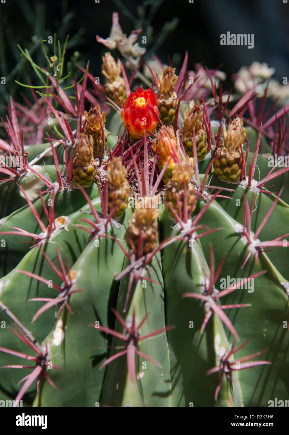 Desert botanical garden in phoenix hi-res stock photography and images ...