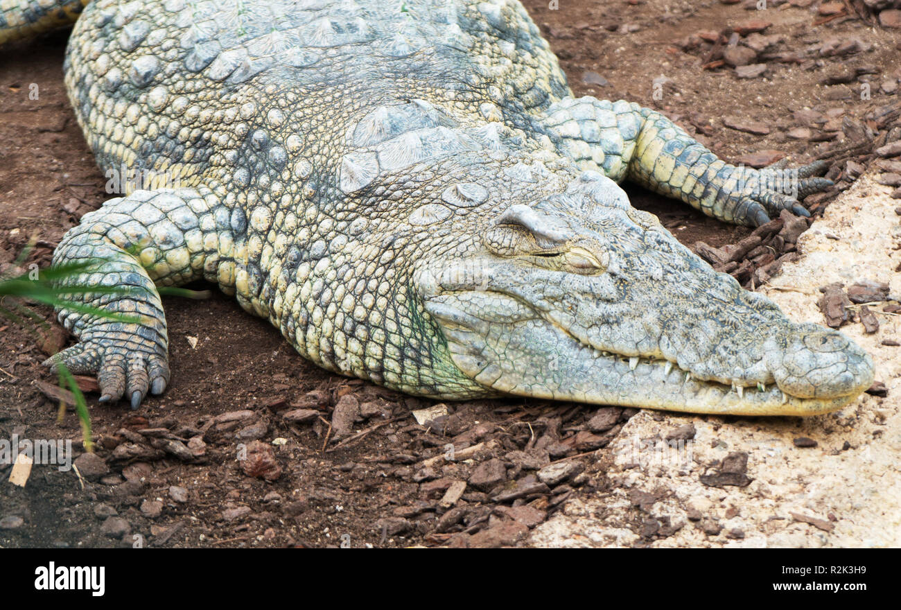 Crocodile in the zoo hi-res stock photography and images - Alamy