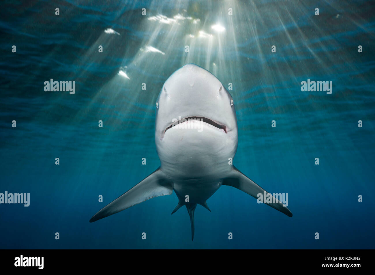 Atlantic Blacktip Shark