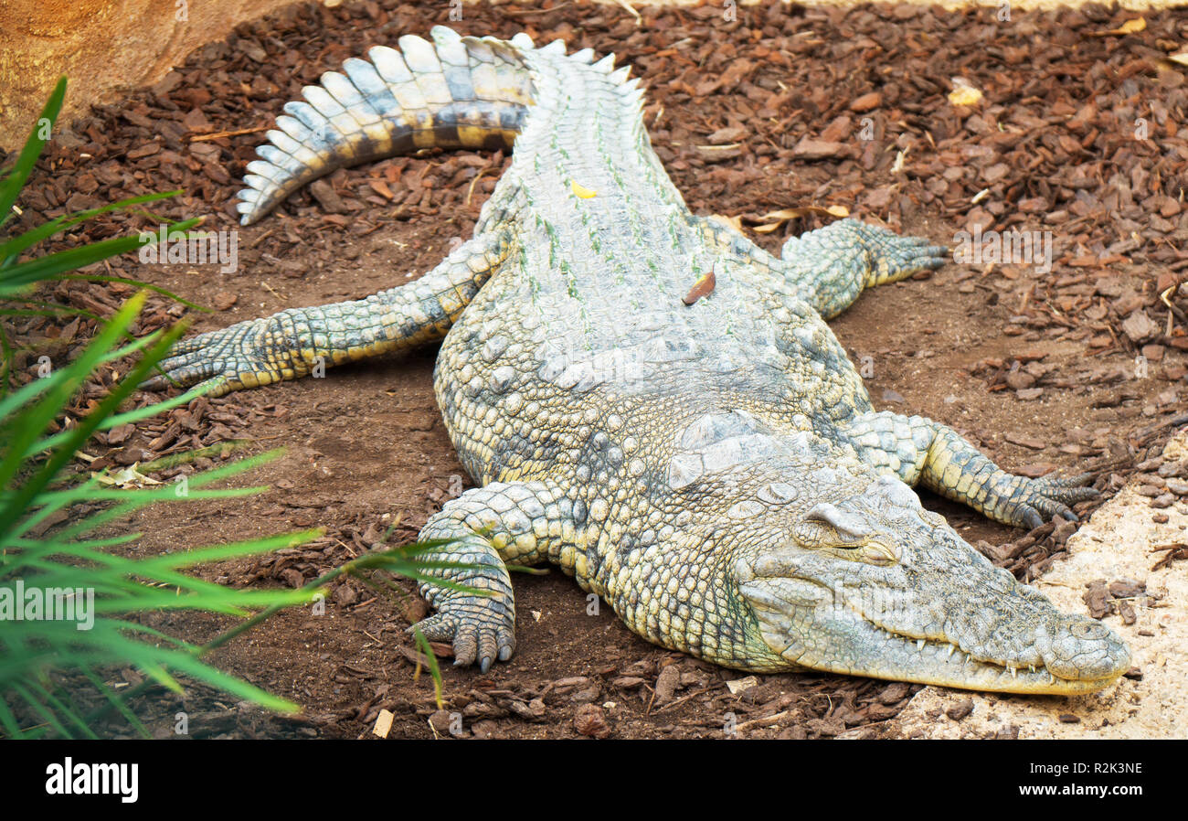 Crocodile in the zoo hi-res stock photography and images - Alamy