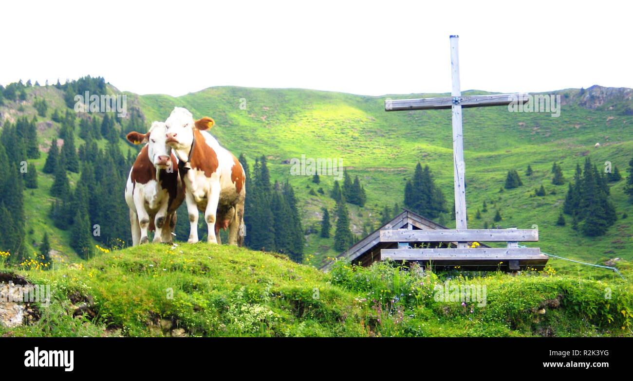 a cross with the cows Stock Photo - Alamy