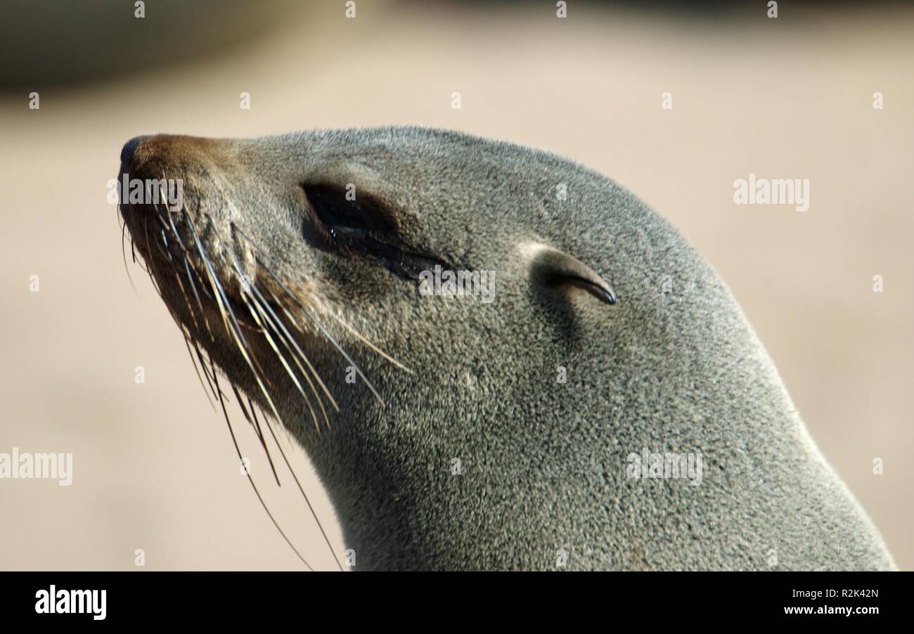 portrait of a seal Stock Photo - Alamy