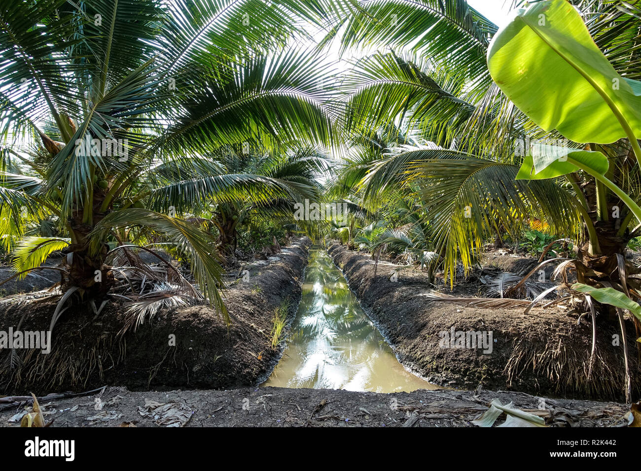 Coconut Cultivation, Palm Tree Stock Photo - Alamy