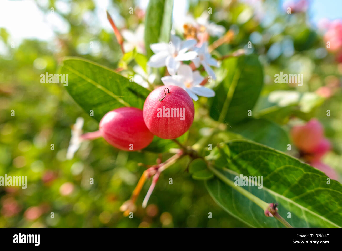Tropical Fruit Caranda Stock Photo - Alamy