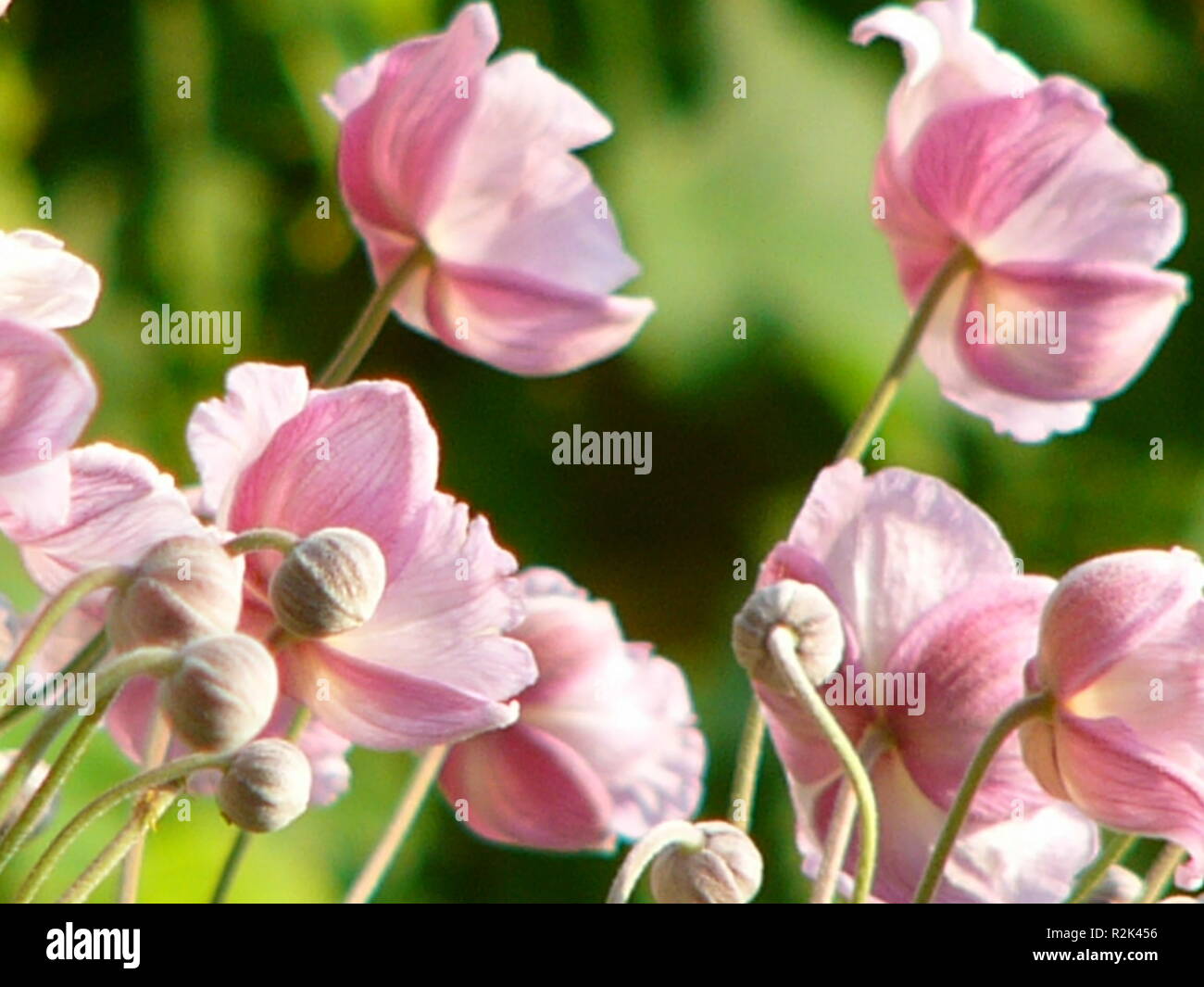 japanese anemones in the garden Stock Photo - Alamy
