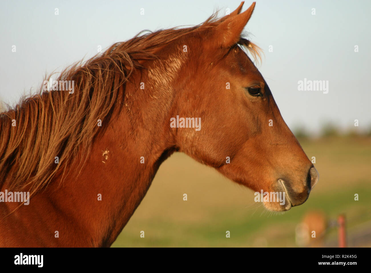 head of a horse Stock Photo - Alamy