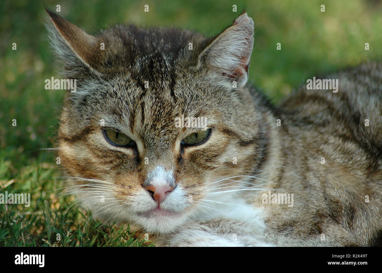 Under observation hi-res stock photography and images - Alamy