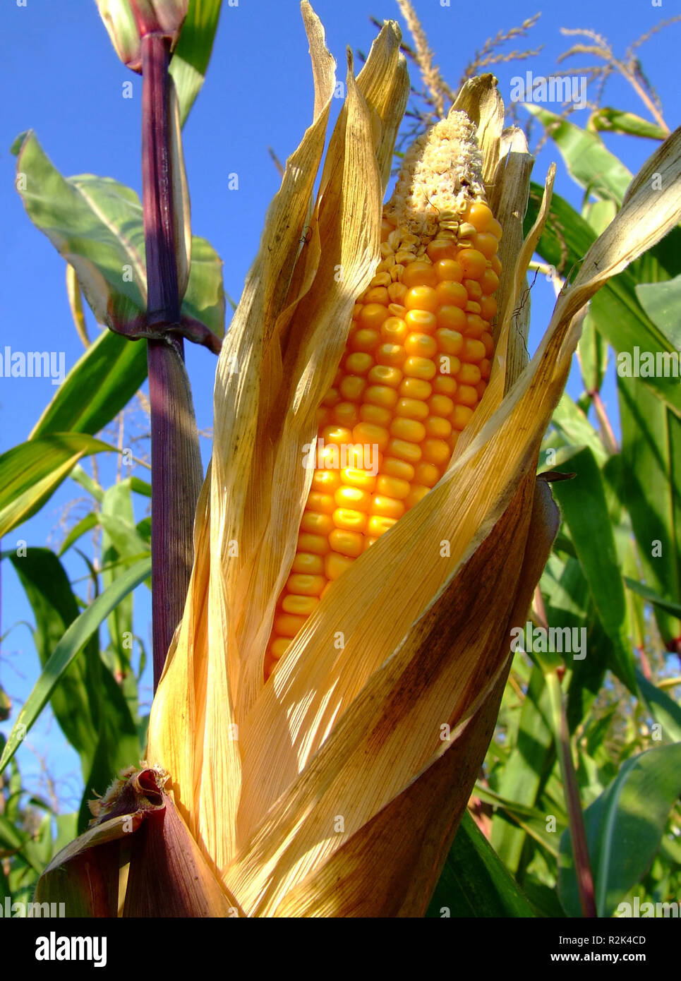 First leaves corn hi-res stock photography and images - Alamy