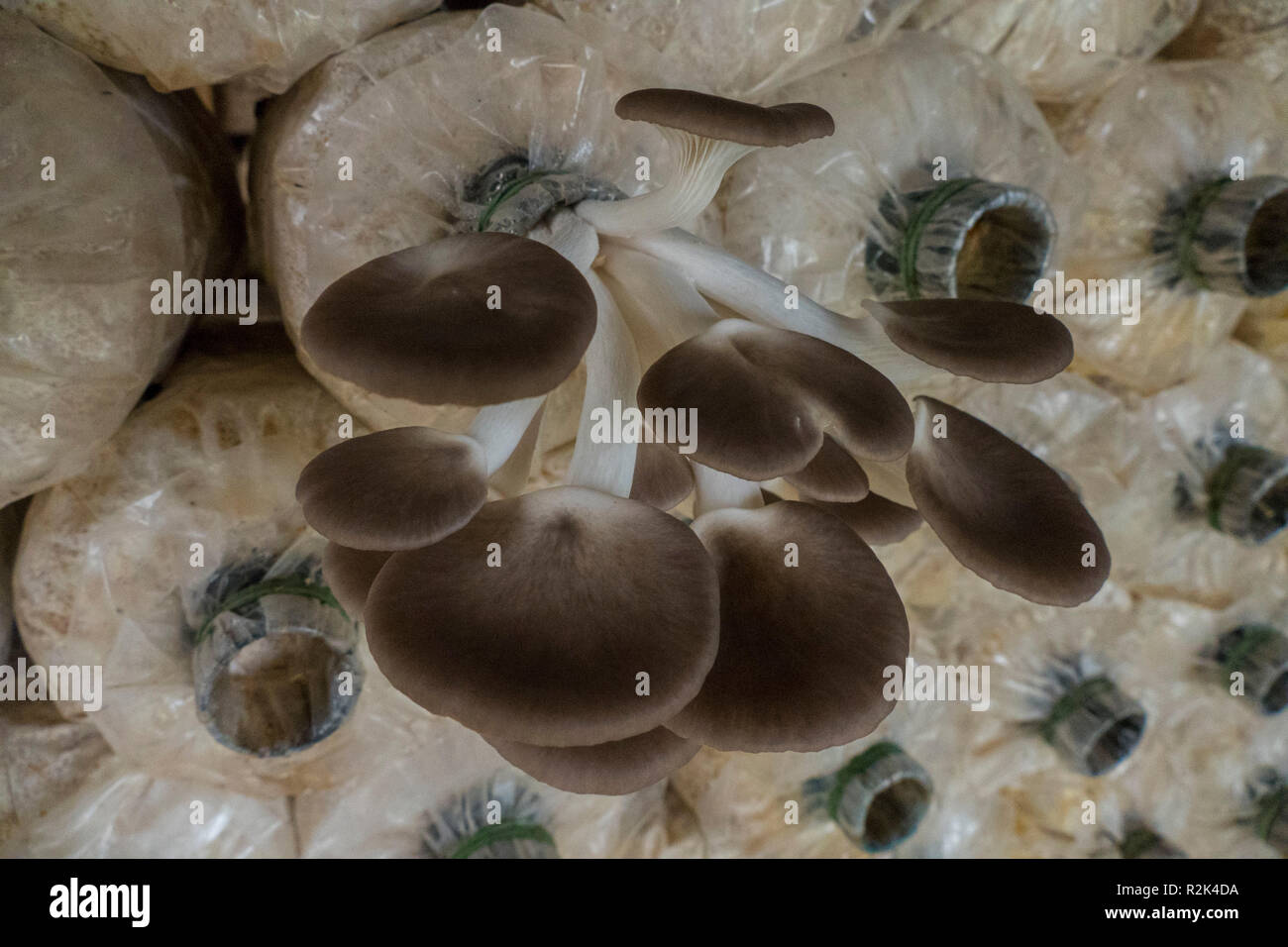 Mushroom Cultivation Stock Photo - Alamy
