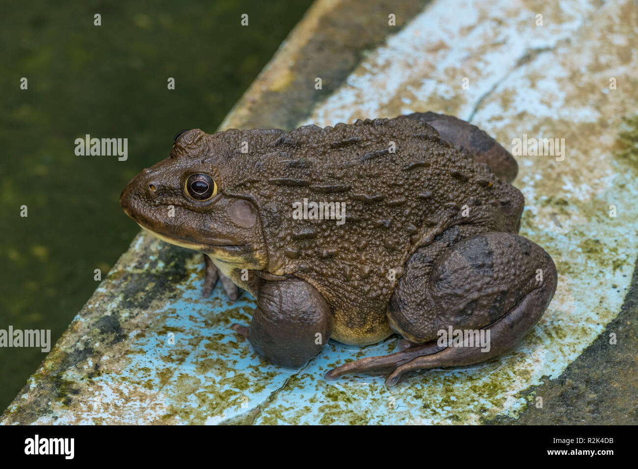 Frogs thailand hi-res stock photography and images - Alamy