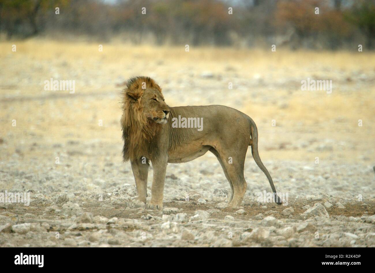 Lioness look back hi-res stock photography and images - Alamy